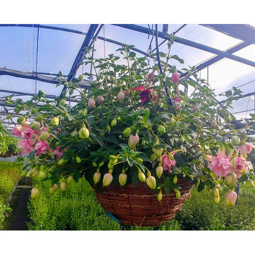 Hanging Basket Fuchsia Bella Rosella