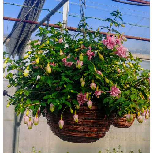 Hanging Basket Fuchsia Claudia