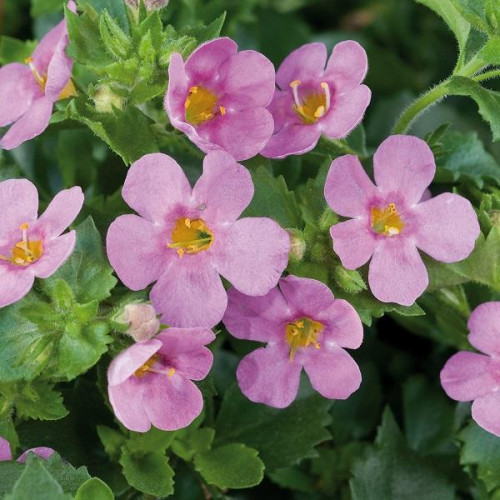 Bacopa Megacopa Pink