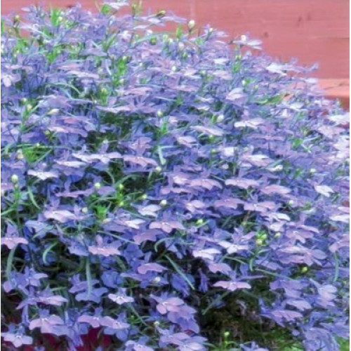 Lobelia Infinity Blue
