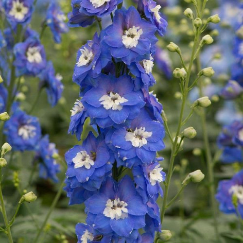 Delphinium Aurora Blue