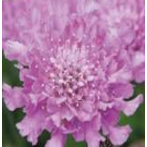 Scabiosa - Flutter Rose Pink