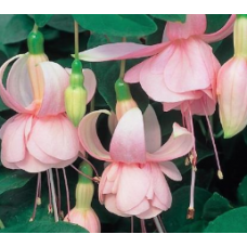 Hanging Basket Fuchsia Claudia
